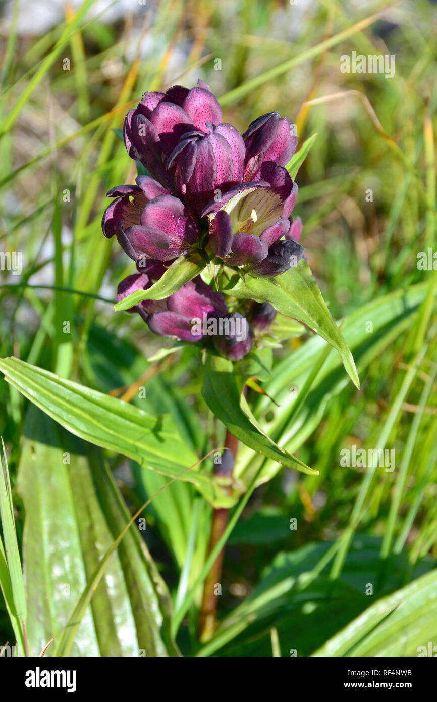 Enzian hi-res stock photography and images - Alamy