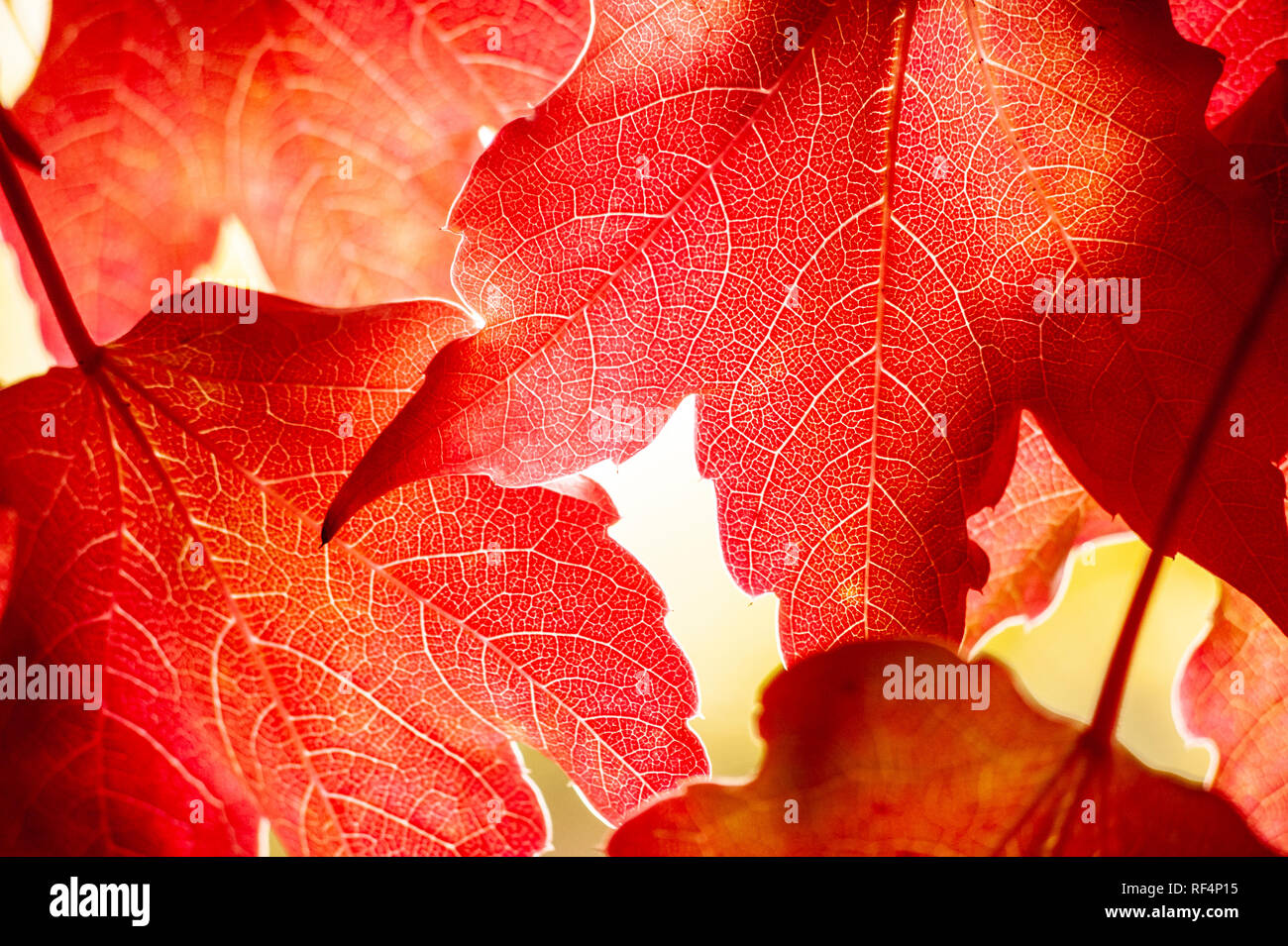 Parthenocissus quinquefolia (Virginia creeper, Victoria creeper, five ...