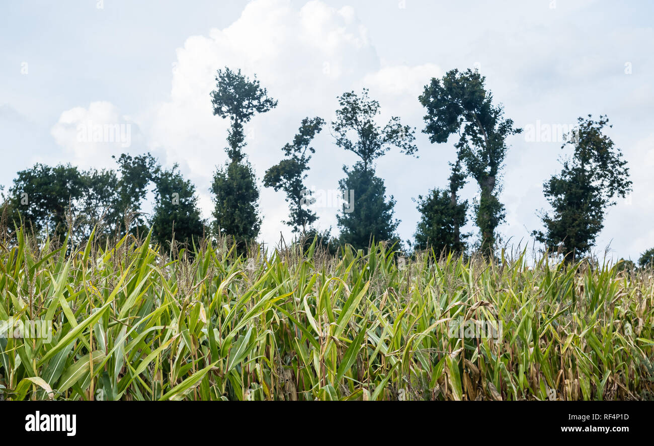 Corn Field with trees in the background in Brittany, France Stock Photo ...