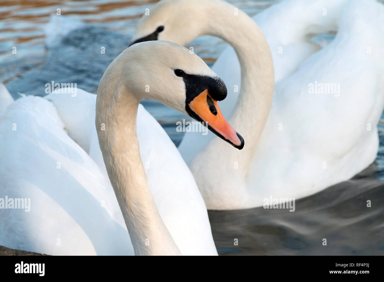 Genus Cygnus Swans# Stock Photo - Alamy