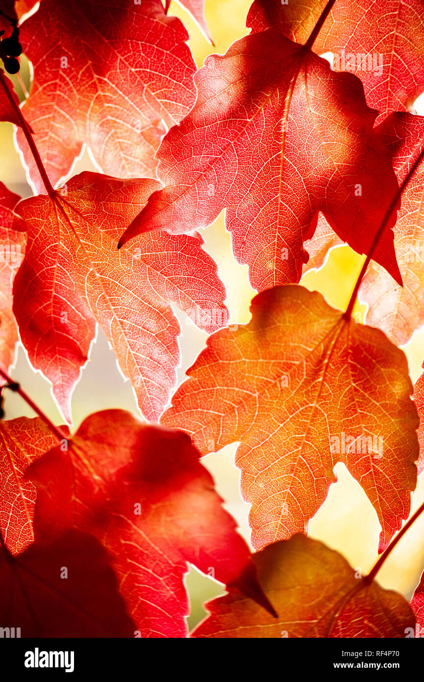 Parthenocissus quinquefolia (Virginia creeper, Victoria creeper, five ...