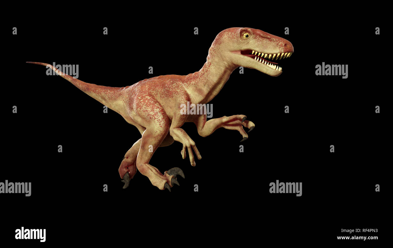 running Velociraptor dinosaur (3d illustration isolated on black ...