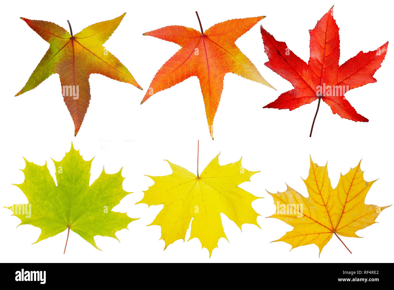 Autumn leaves in different stages, isolated on white Stock Photo - Alamy