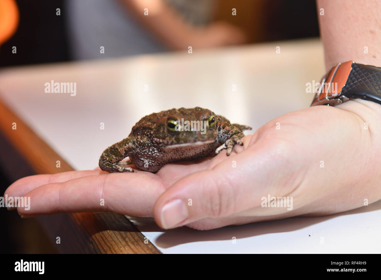 toad and hand Stock Photo - Alamy
