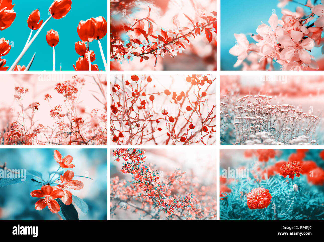Collage With Flowers High Resolution Stock Photography and Images - Alamy