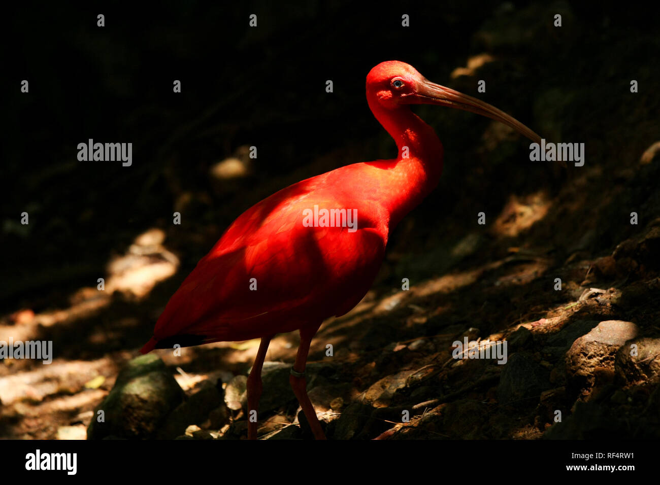 Scarlet Ibis red exotic bird in aviary park Stock Photo - Alamy