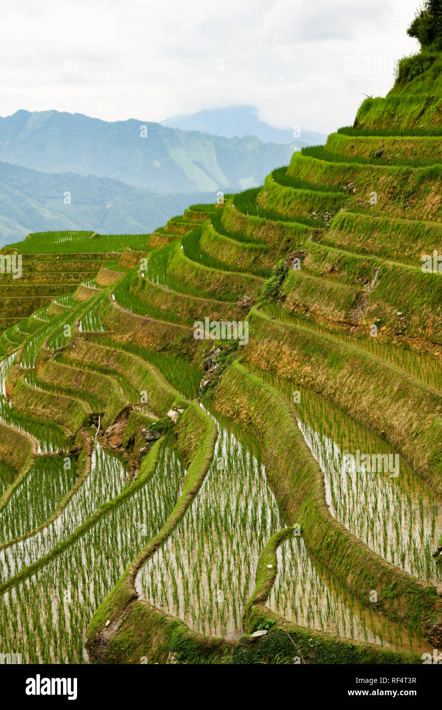 Longsheng china scenic green hi-res stock photography and images - Alamy
