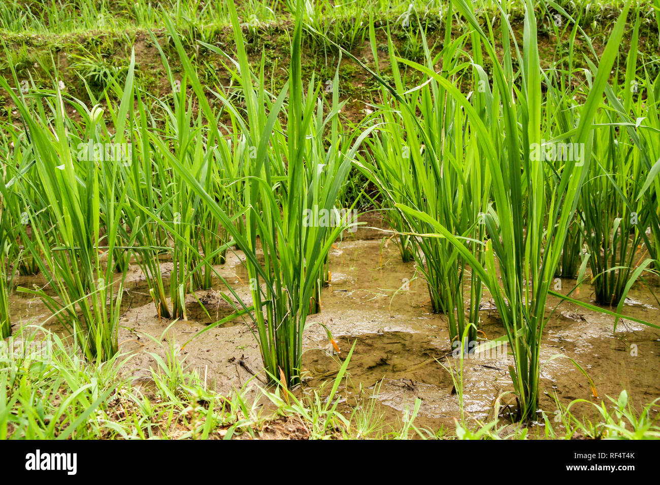 Rice plant close-up in rice field Stock Photo - Alamy