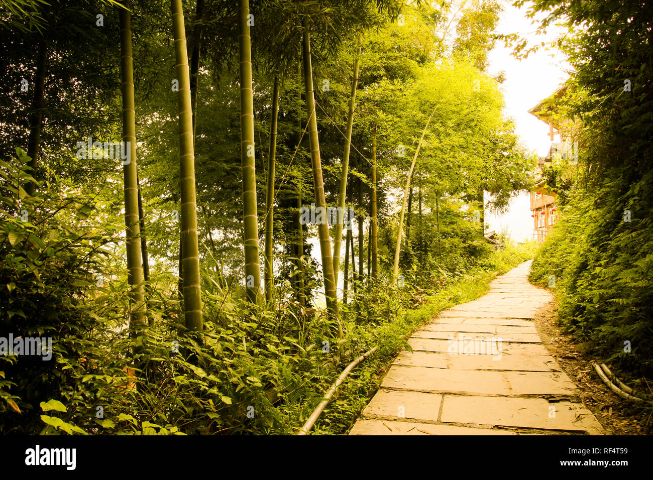Bamboo pathway hi-res stock photography and images - Alamy
