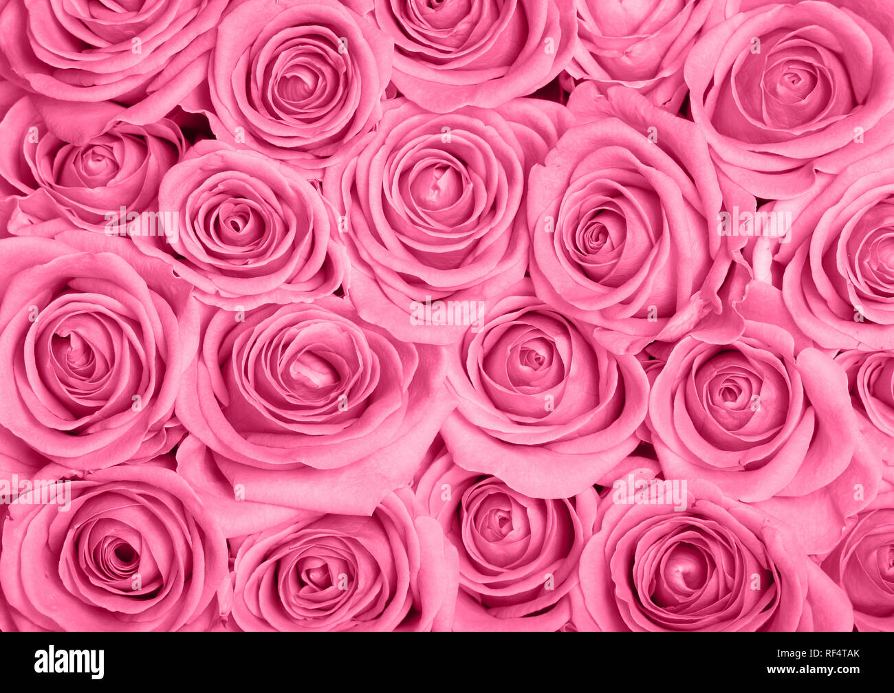 Background image of pink roses Stock Photo - Alamy