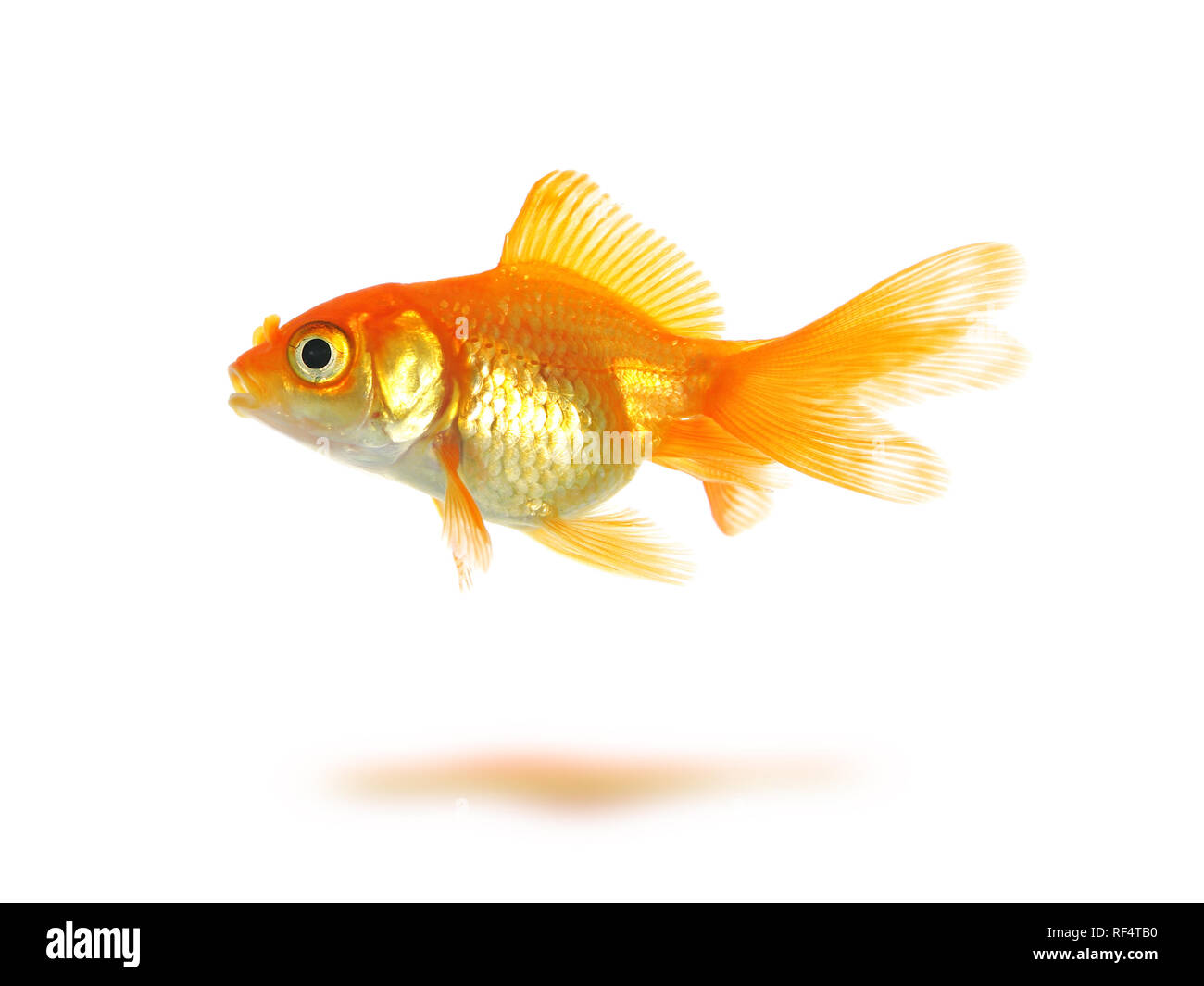Beautiful goldfish isolated on white Stock Photo - Alamy