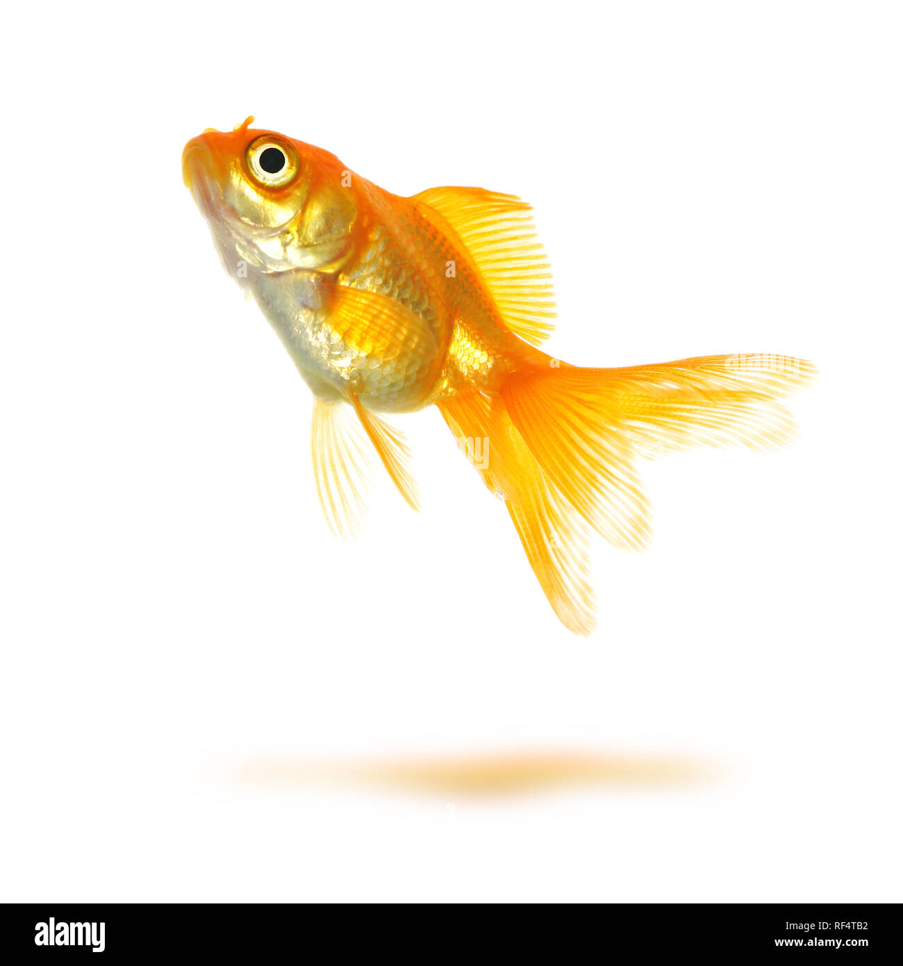 Beautiful goldfish isolated on white Stock Photo - Alamy