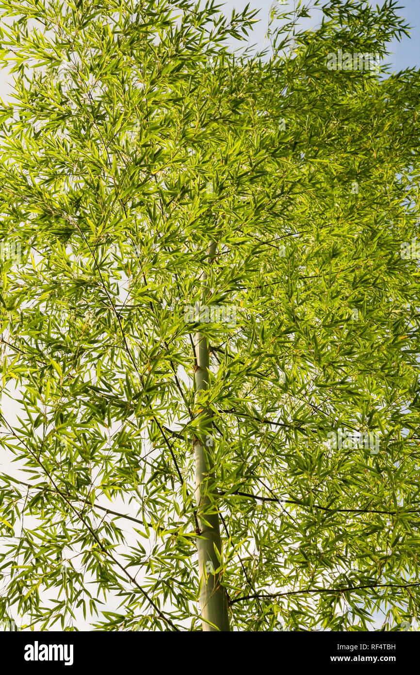 Bamboo tree hi-res stock photography and images - Alamy