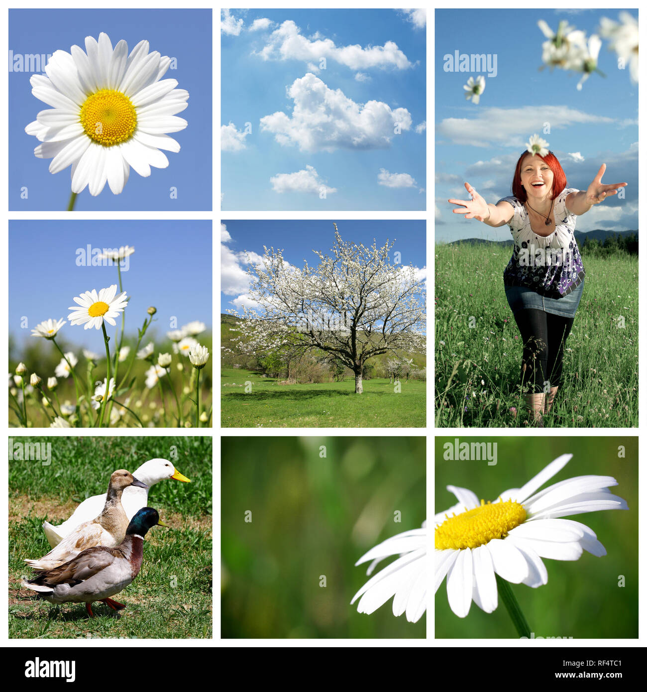 Late spring collage, daisies theme Stock Photo - Alamy