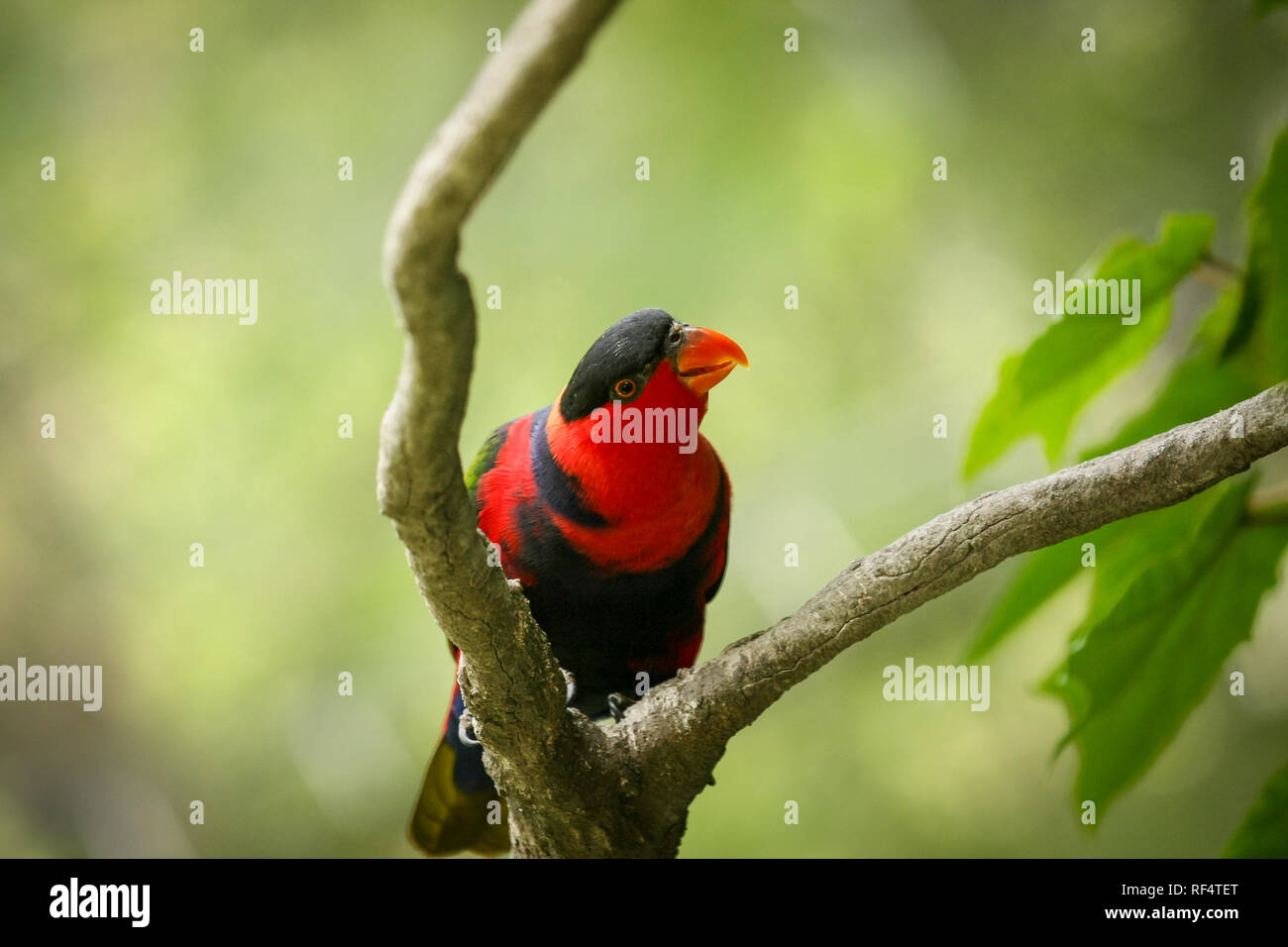 Black capped lory on tree branch Stock Photo - Alamy