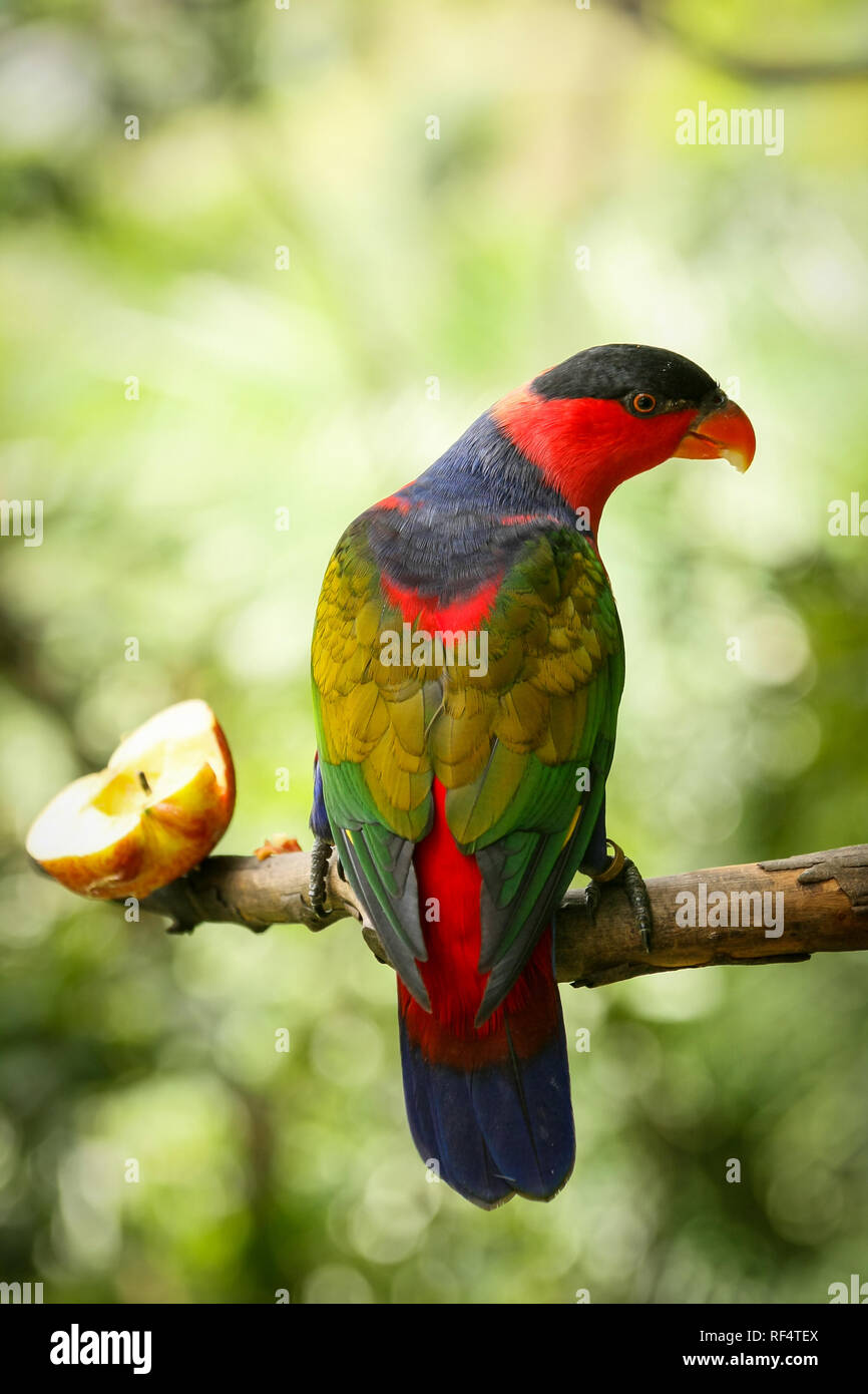 Black capped lory on tree branch Stock Photo - Alamy