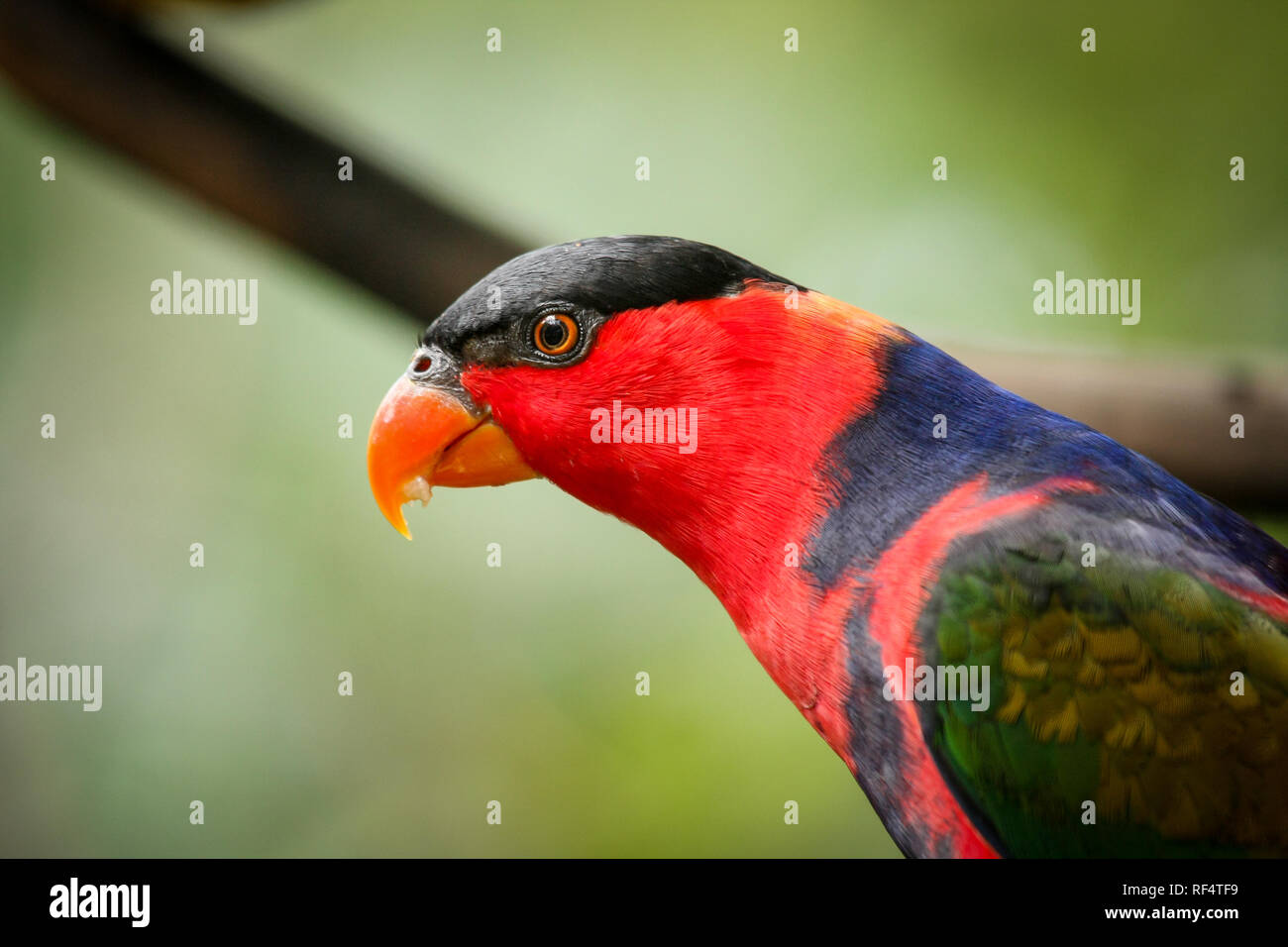 Black capped lory on tree branch Stock Photo - Alamy