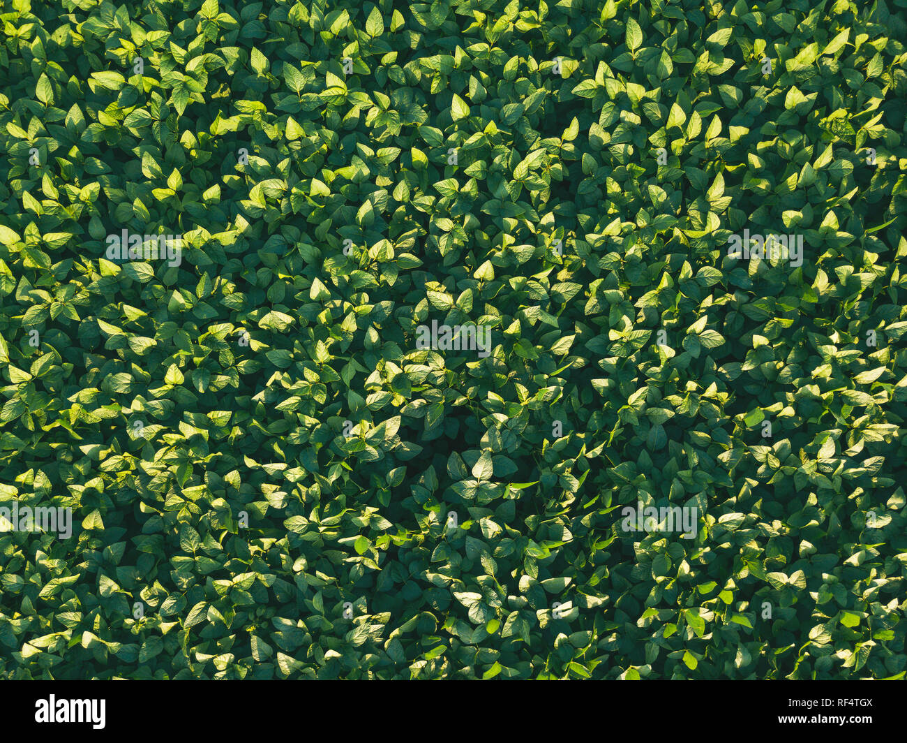 Soybean crop hi-res stock photography and images - Alamy