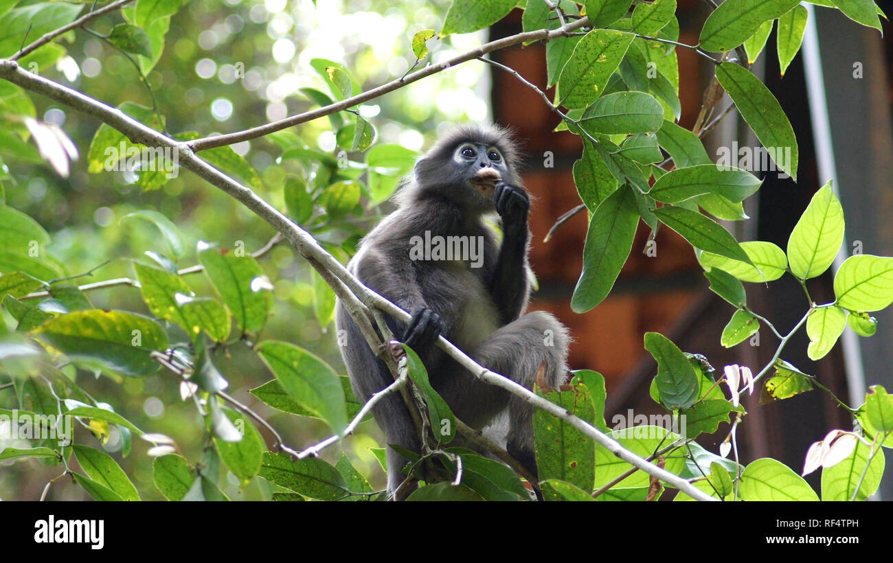 Dusky face hi-res stock photography and images - Alamy
