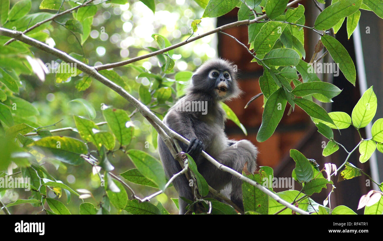Dusky leaf monkey in asia hi-res stock photography and images - Alamy