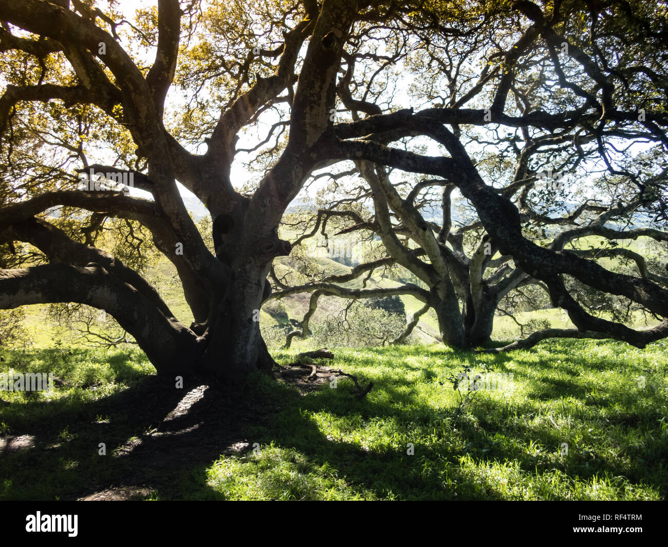 Live oak tree canopy hi-res stock photography and images - Alamy