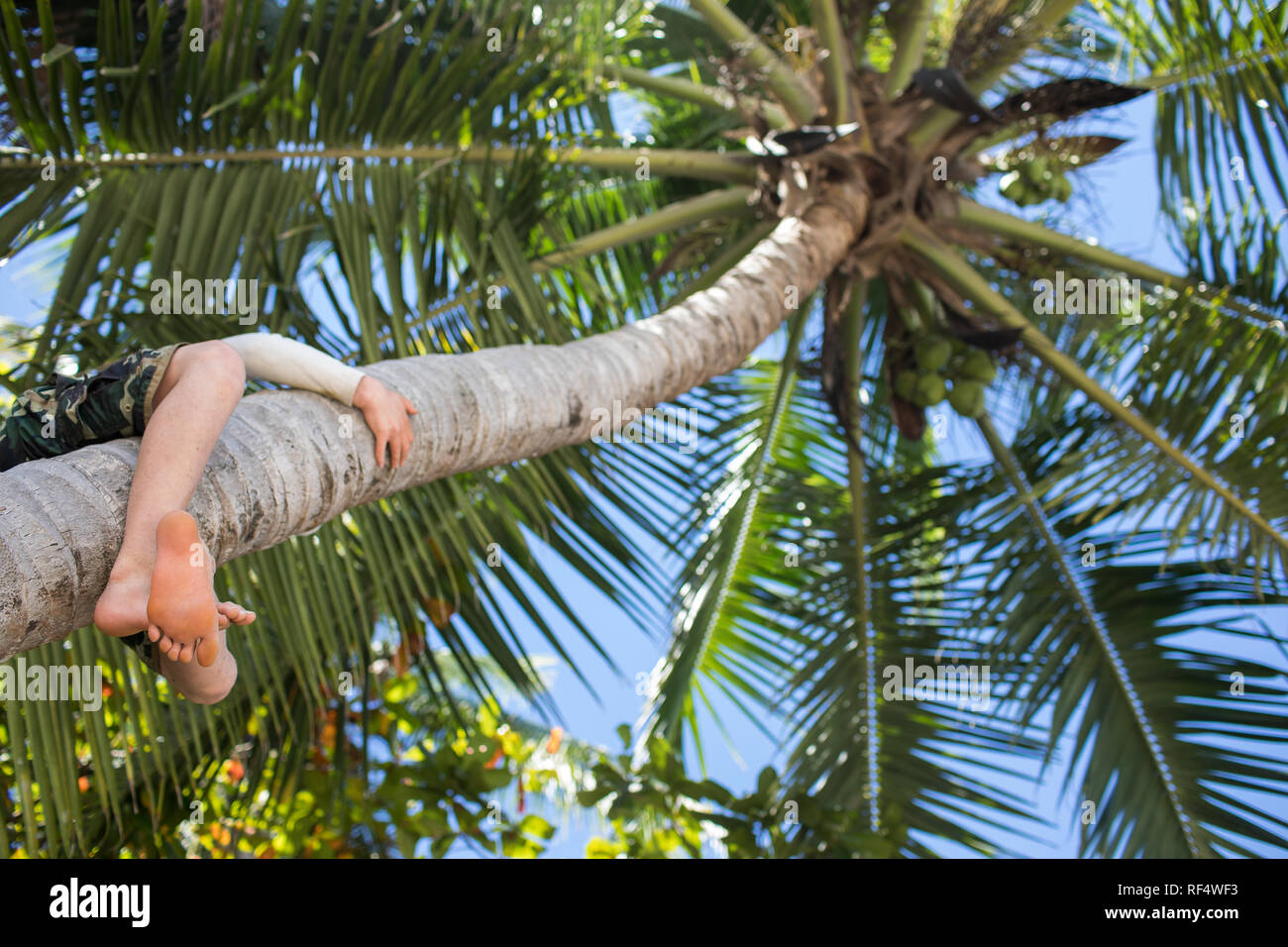 Child's legs wrap around palm tree as they climb the trunk Stock Photo ...