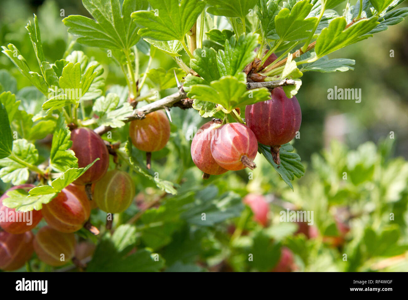 Scientific names hi-res stock photography and images - Alamy