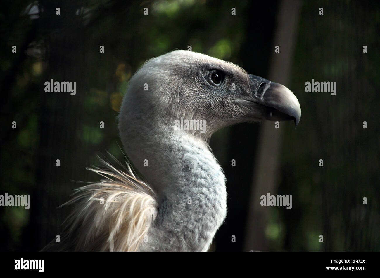 Photo of beautiful white had griffin in the zoo Stock Photo - Alamy