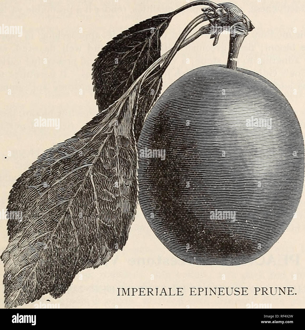 prune fruit size