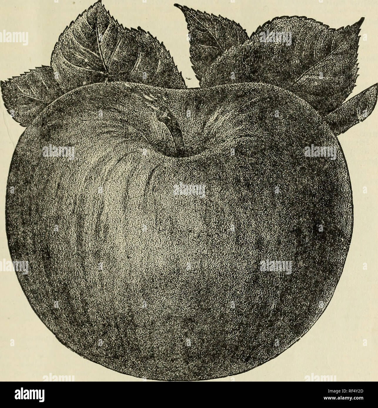 . Descriptive catalogue of fruit and ornamental trees, shrubs, vines ...