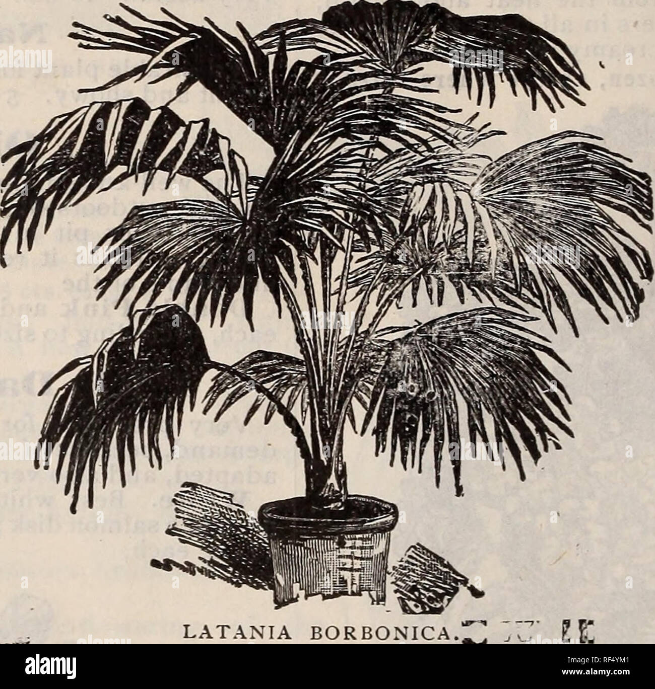 Oreodoxa regia palm trees hi-res stock photography and images - Alamy