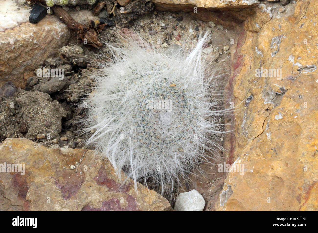 Top down view of a Cephalocereus senilis, Old Man Cactus Stock Photo ...