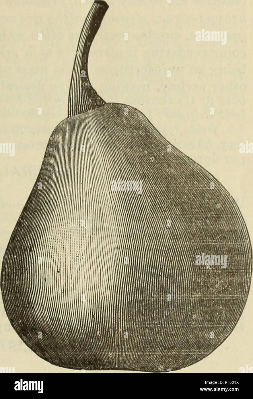 Cleveland pear tree hi-res stock photography and images - Alamy