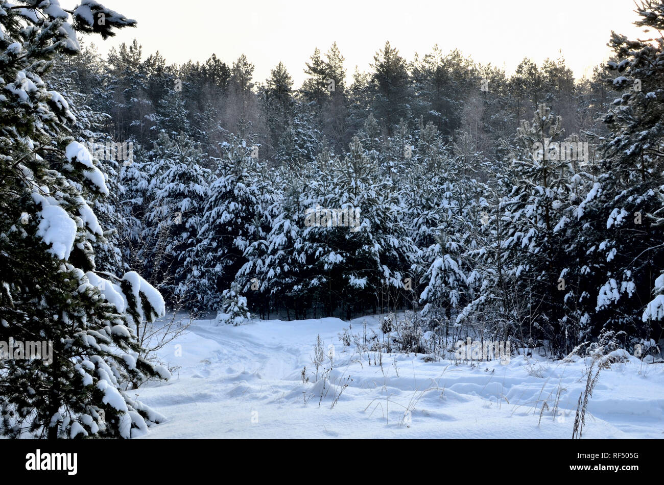 Snowy tunnel among tree branches. Path among winter trees with ...