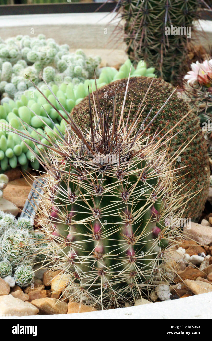 Close up of a small Barrel Cactus, surrounded by more cacti and ...