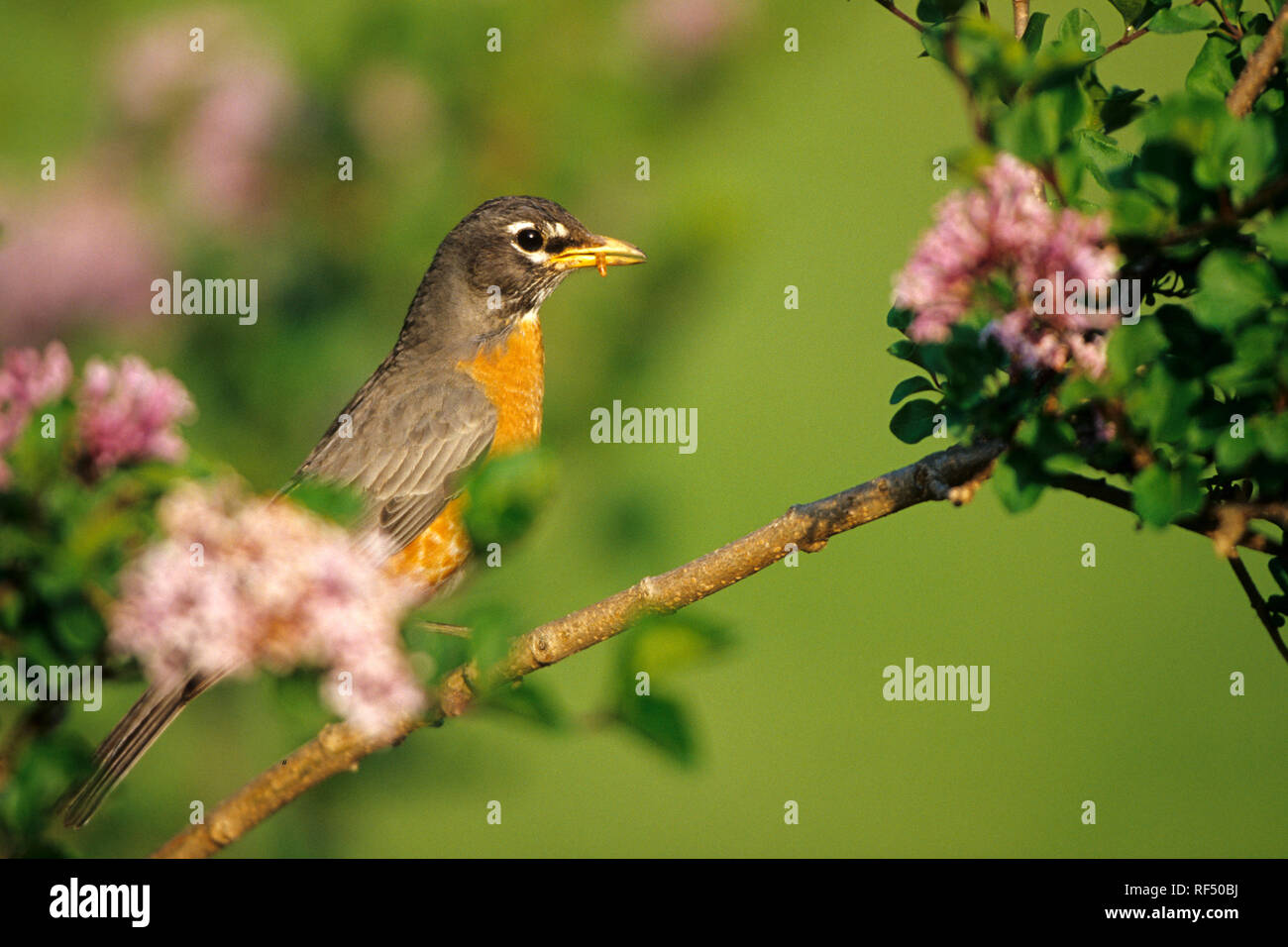 North korean wildlife hi-res stock photography and images - Alamy