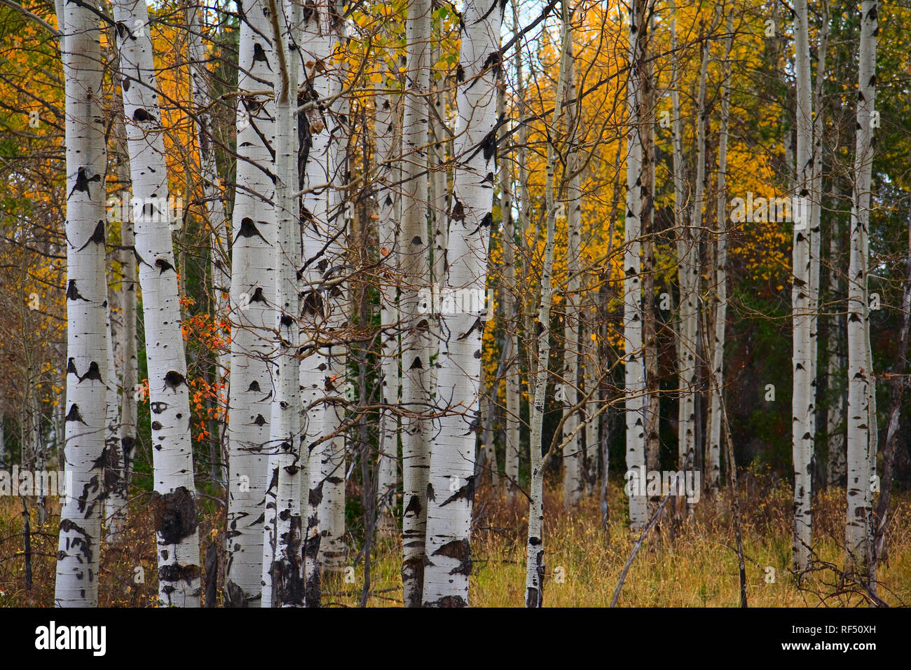 Trees show hi-res stock photography and images - Alamy