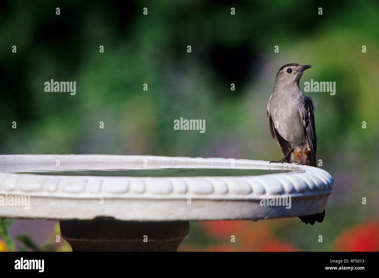 01392-01714 Gray Catbird (Dumetella carolinensis) at bird bath in ...