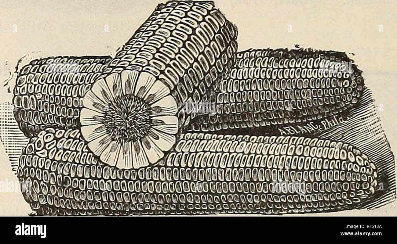 . Otto Schwill & Co.'s seed annual : reliable seeds for the farm and ...