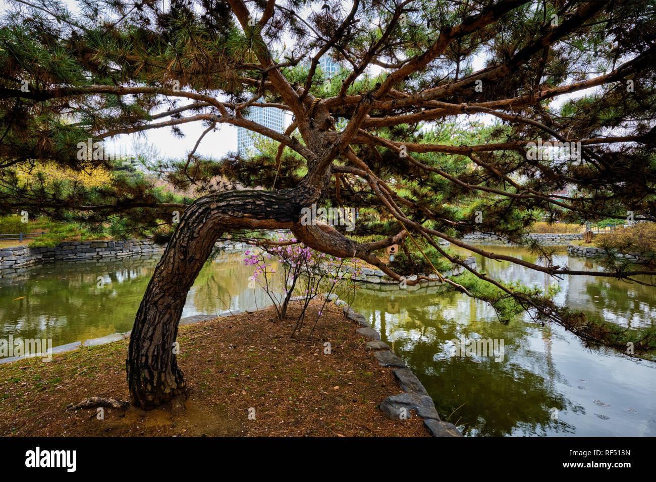 Yeouido Park in Seoul, Korea Stock Photo - Alamy