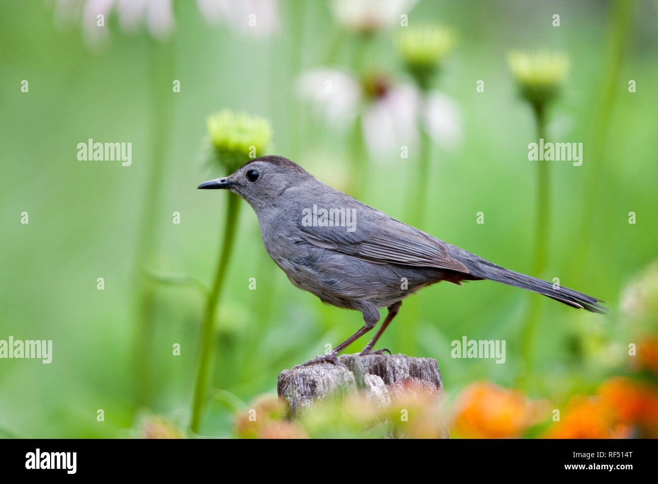01392-03519 Gray Catbird (Dumetella carolinensis) on fence post in ...