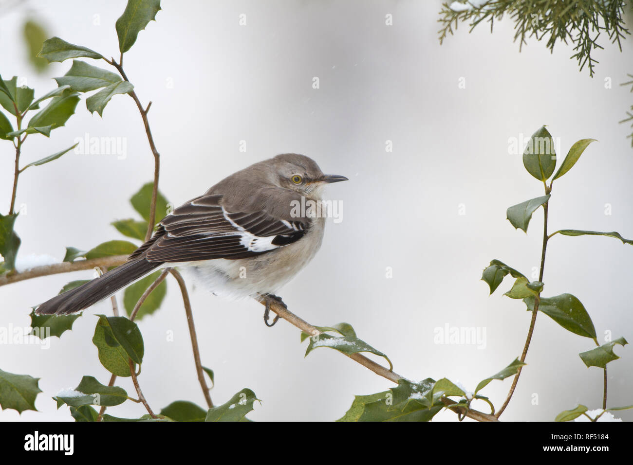 Northern mockingbird in american holly tree in winter in marion hi-res ...