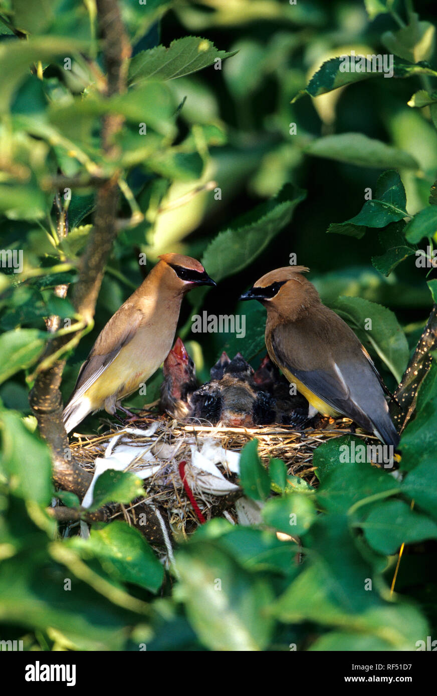 Cedar waxwings nest hi-res stock photography and images - Alamy