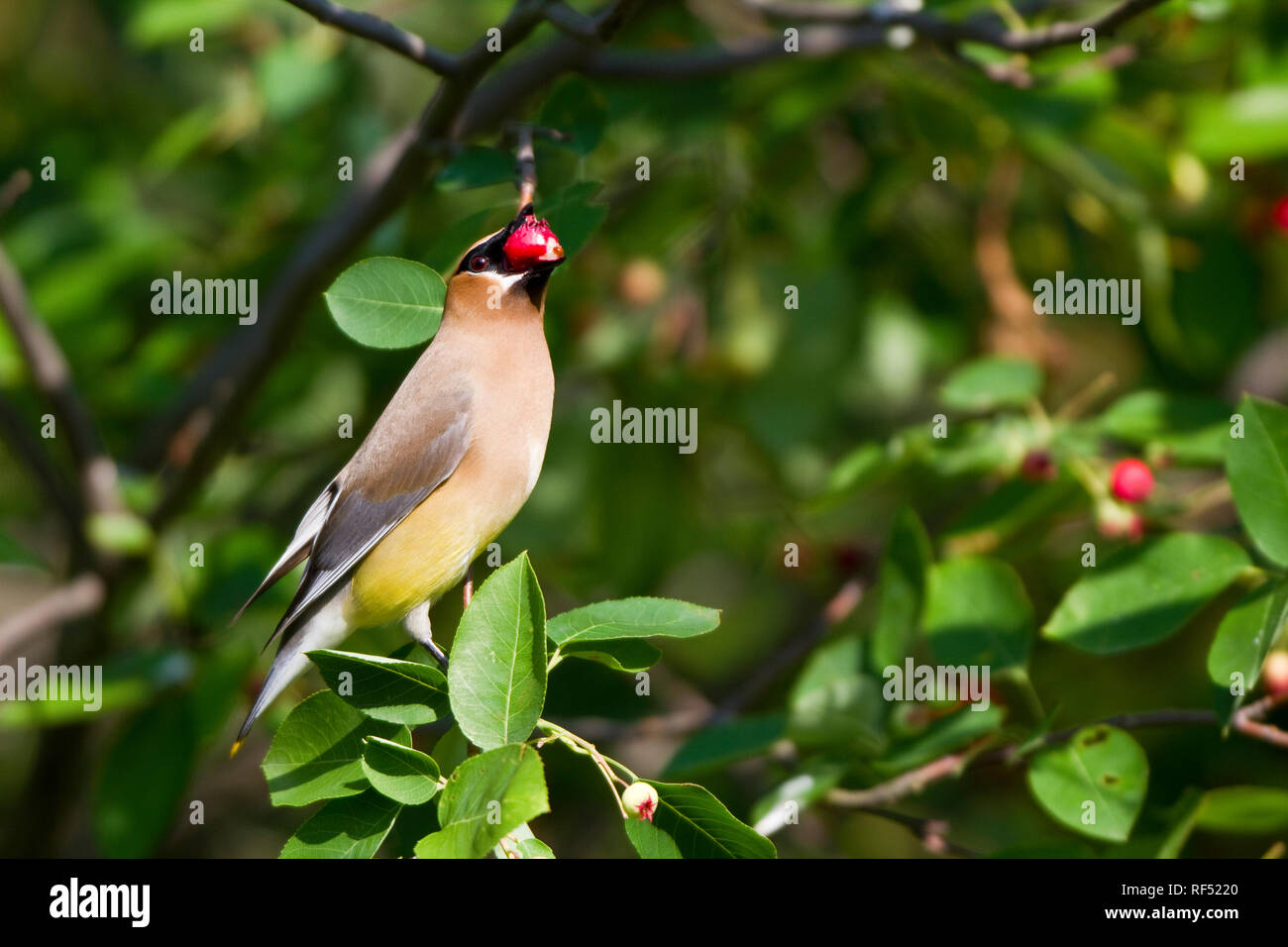 01415 03009 hi-res stock photography and images - Alamy