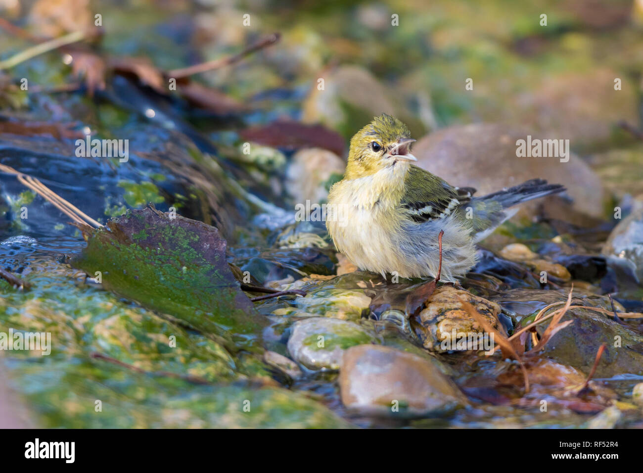 01468-00115 Bay-breasted Warbler (Setophaga castanea) taking a bath ...