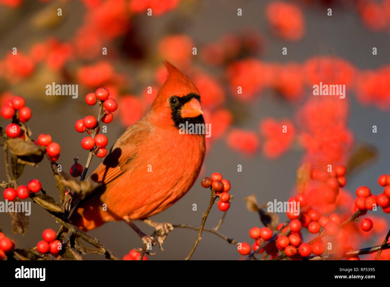 01530-174.19 Northern Cardinal (Cardinalis cardinalis) male on Common ...