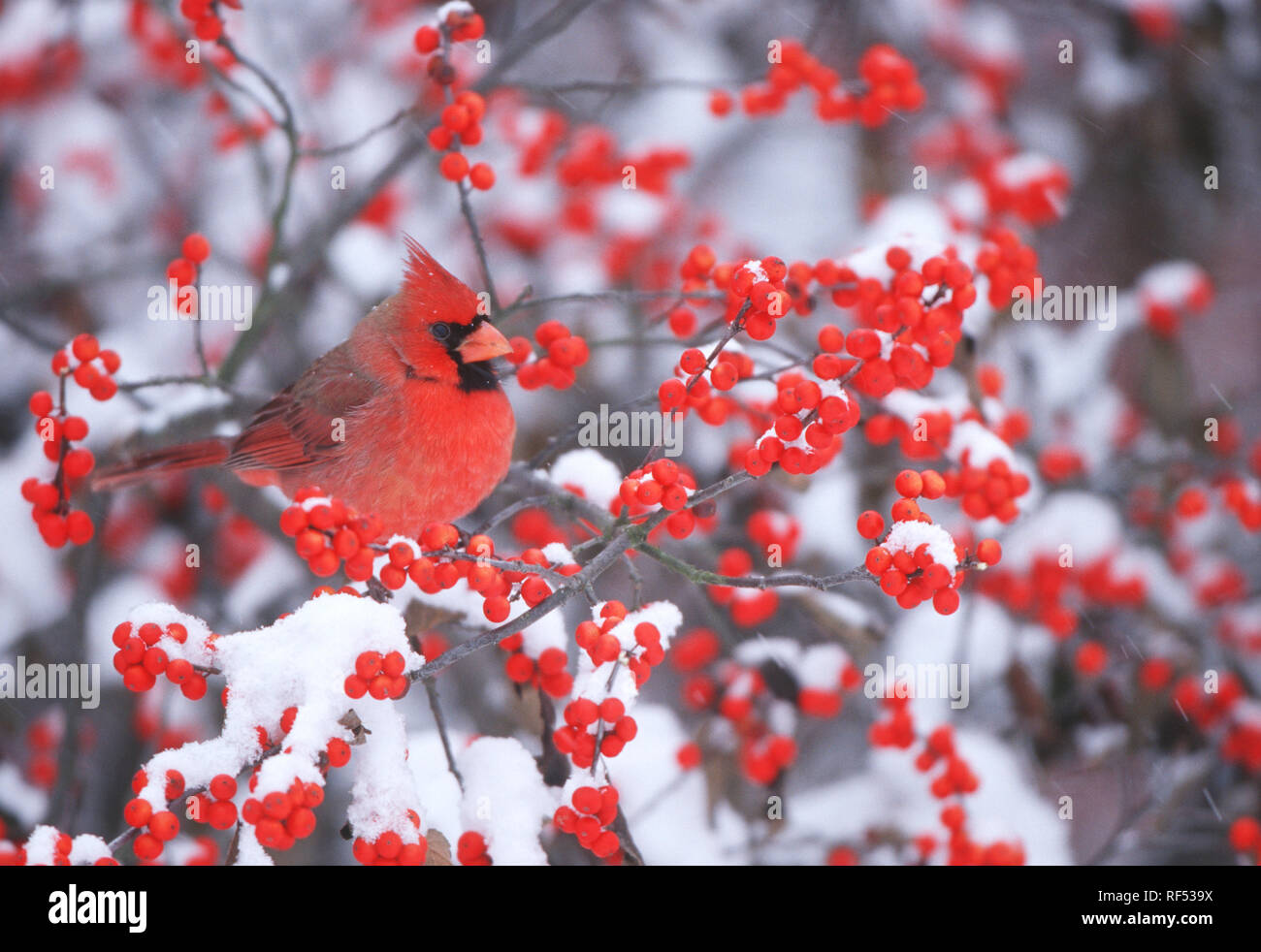 175 08 hi-res stock photography and images - Alamy