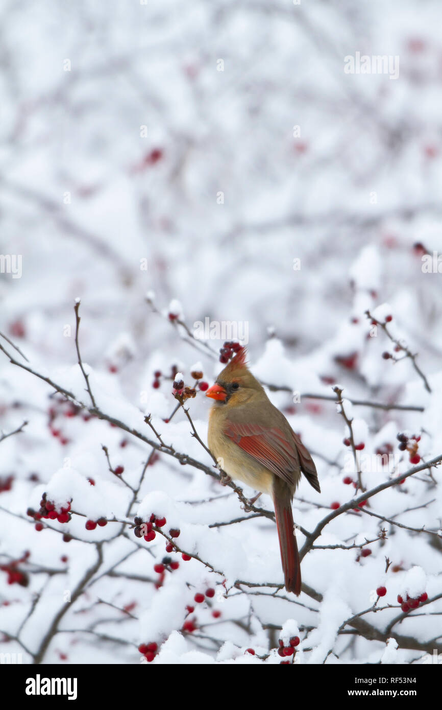 01530-20914 Northern Cardinal (Cardinalis cardinalis) female eating ...
