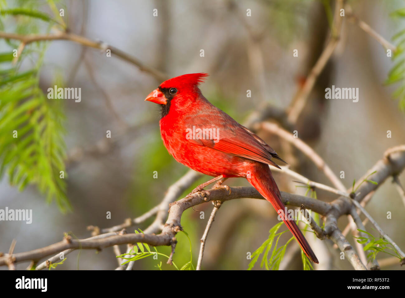 Northern cardinal nest hi-res stock photography and images - Alamy