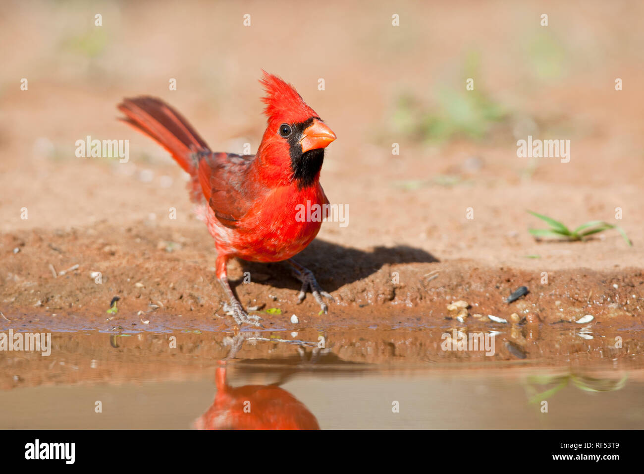 Northern cardinal drinking water hi-res stock photography and images ...